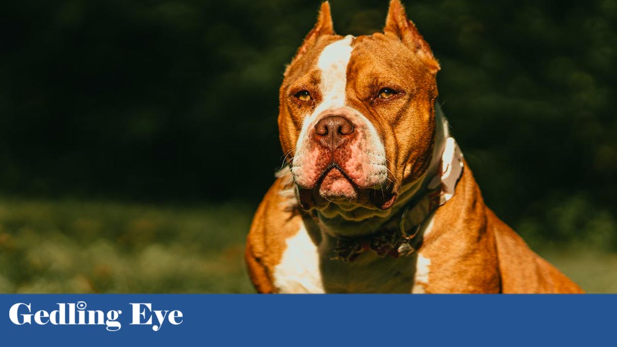 XL bully owners in Gedling borough have just TWO WEEKS to ensure dog is ...